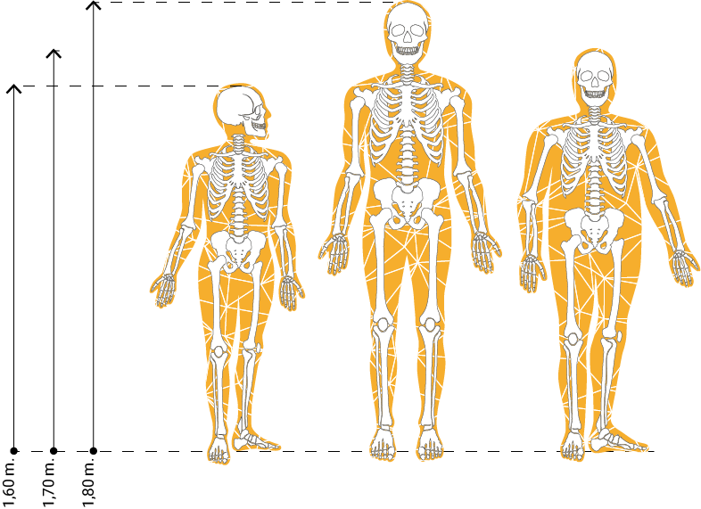 Assessment of height & body mass | BIOMUSE